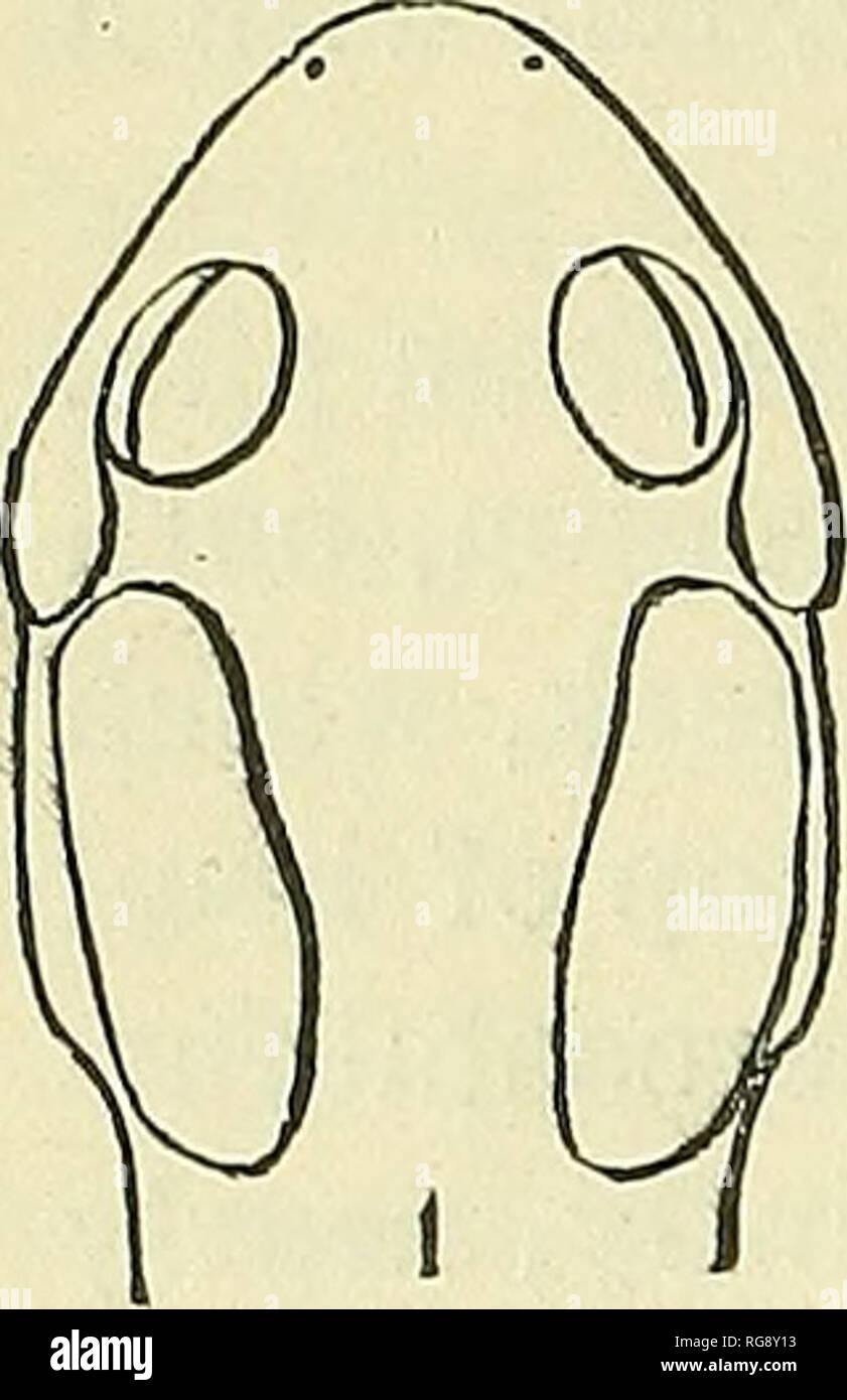 Upper body cross section hi-res stock photography and images - Alamy