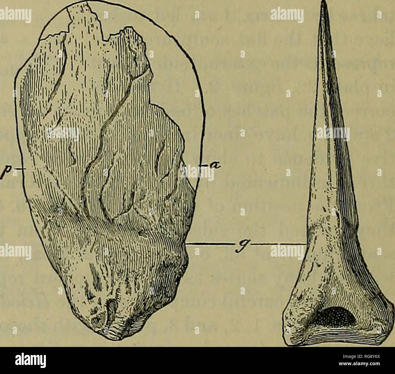 . Bulletin - United States National Museum. Science. 92 UNITED STATES ...