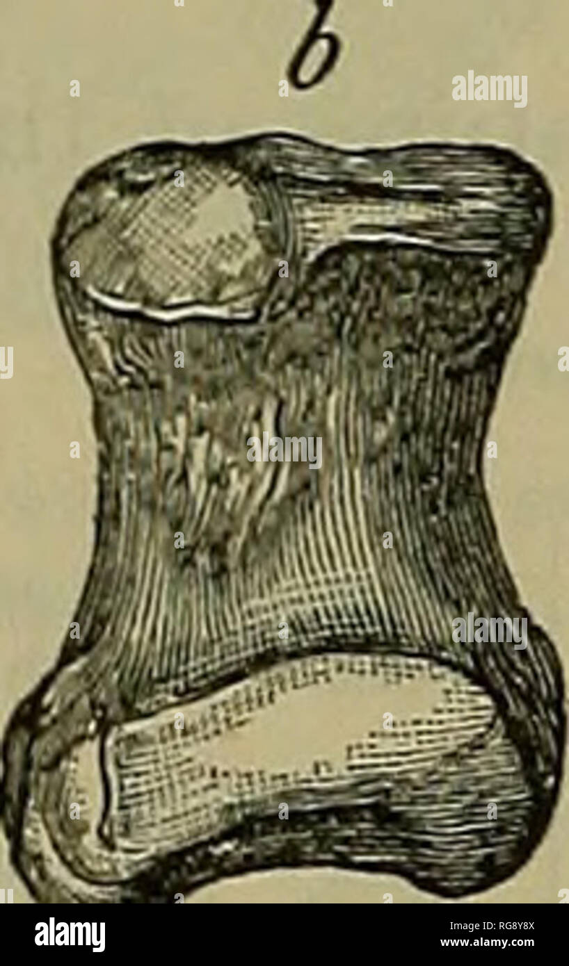 Articulated toes hi-res stock photography and images - Alamy