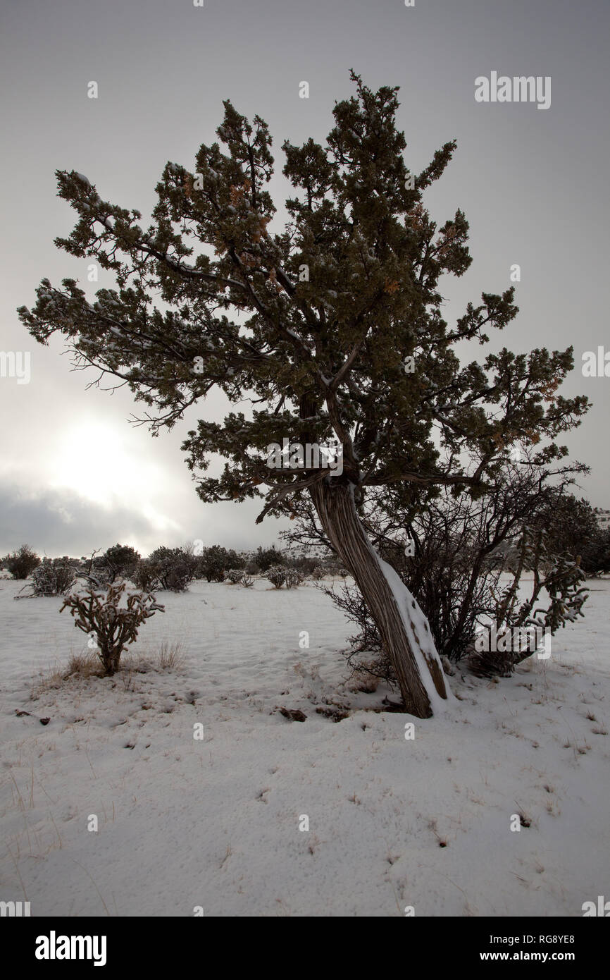 Otero Mesa, Otero County, New Mexico, USA Stock Photo - Alamy