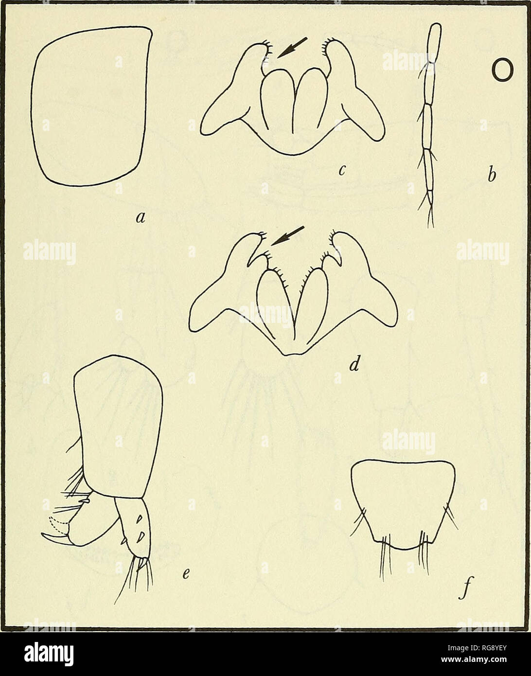 Isaeidae hi-res stock photography and images - Alamy