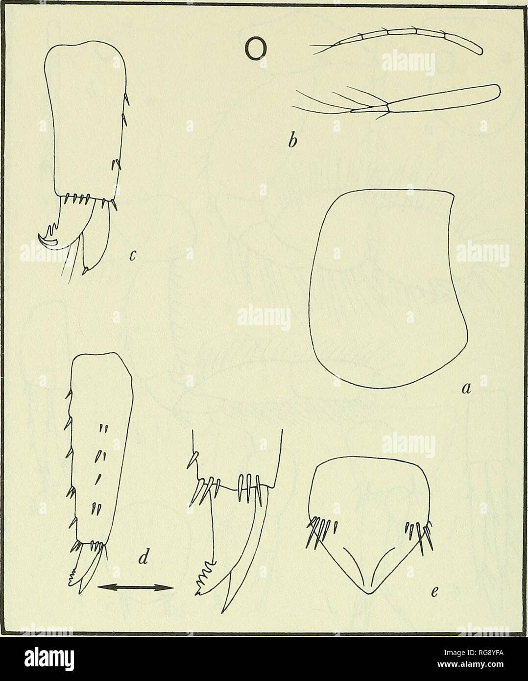 Isaeidae hi-res stock photography and images - Alamy