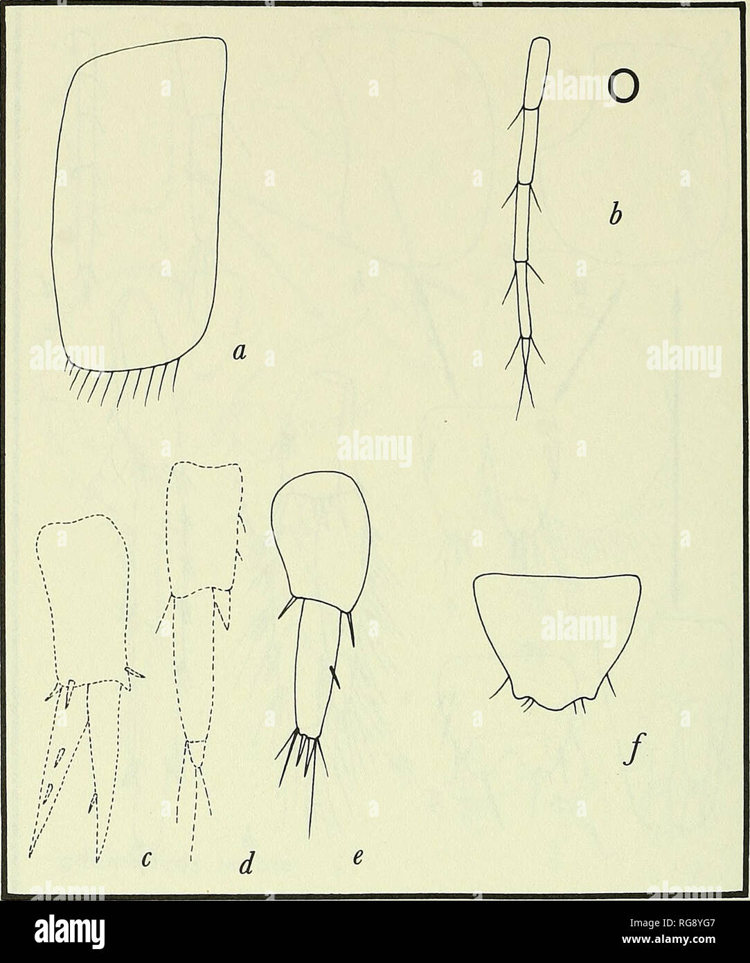 Isaeidae hi-res stock photography and images - Alamy