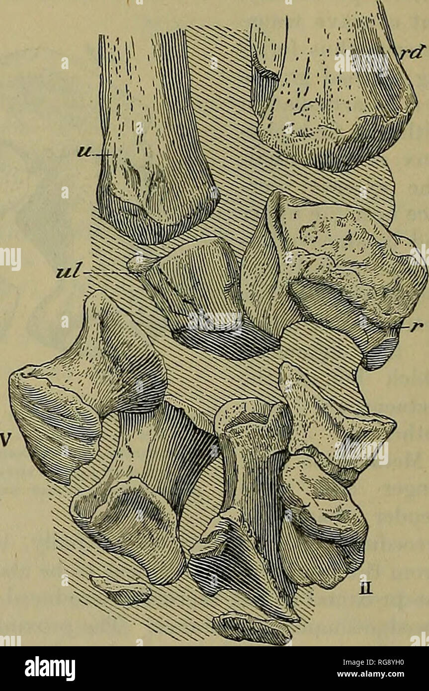 . Bulletin - United States National Museum. Science. Fig. 39.—Outline ...