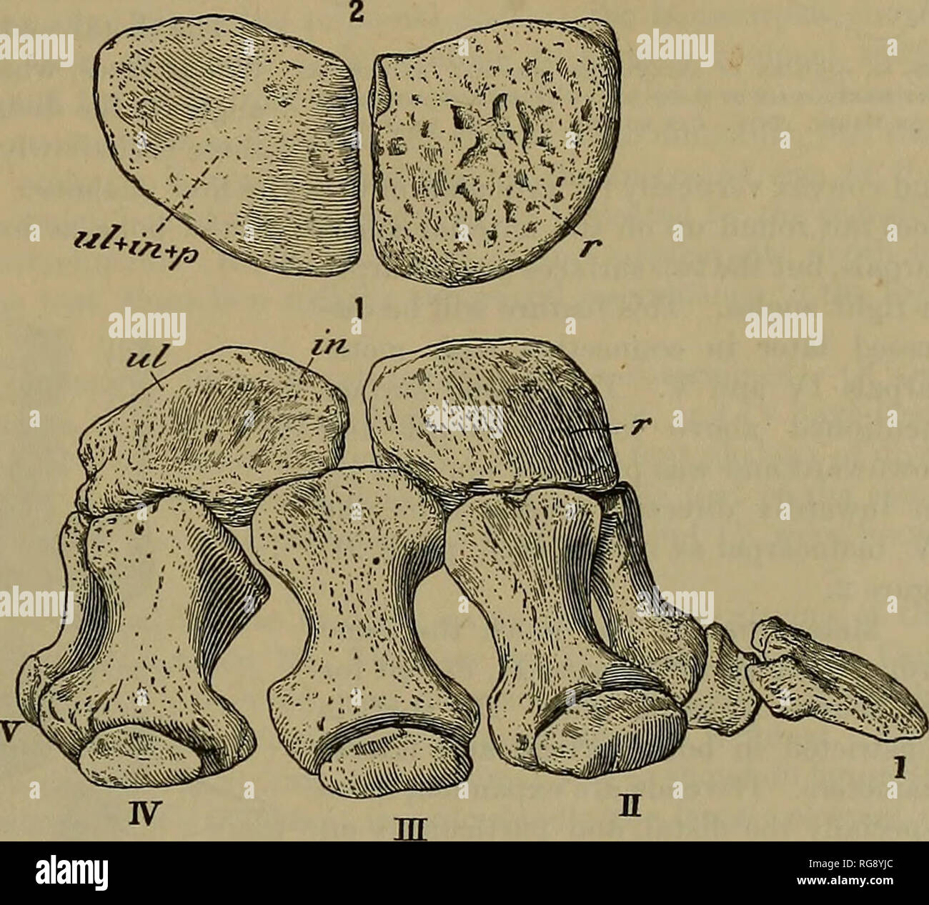 . Bulletin - United States National Museum. Science. OSTEOLOGY OF THE ...