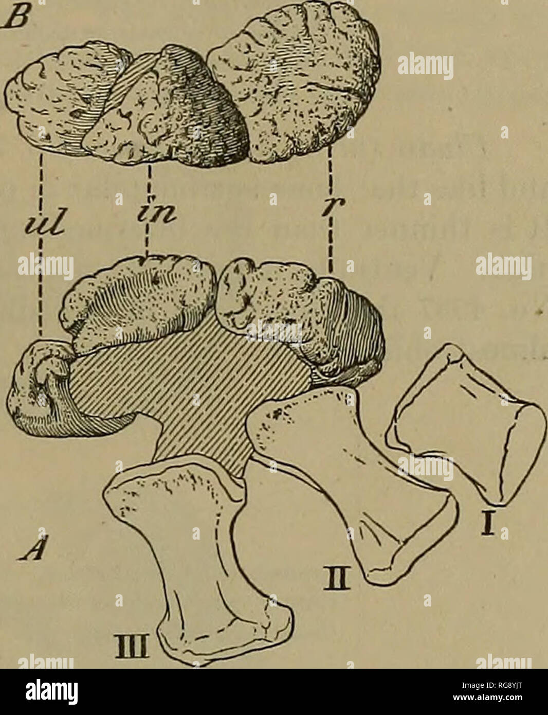 Ulnar bones hi-res stock photography and images - Alamy