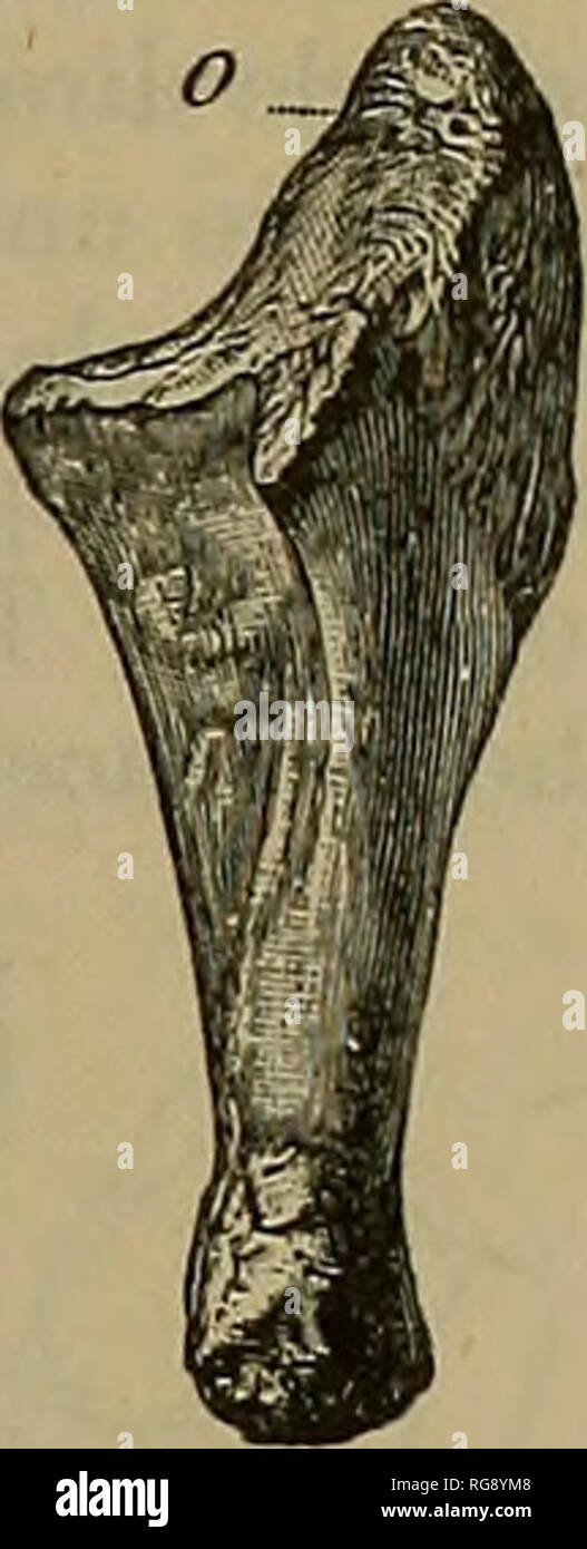 . Bulletin - United States National Museum. Science. OSTEOLOGY OF THE ...
