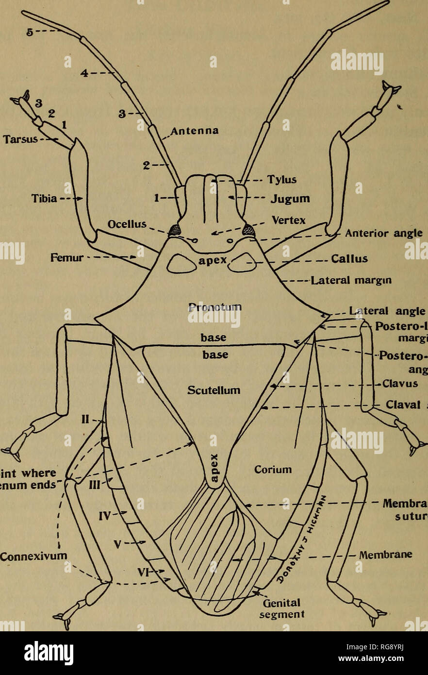 Cynicus hi-res stock photography and images - Alamy