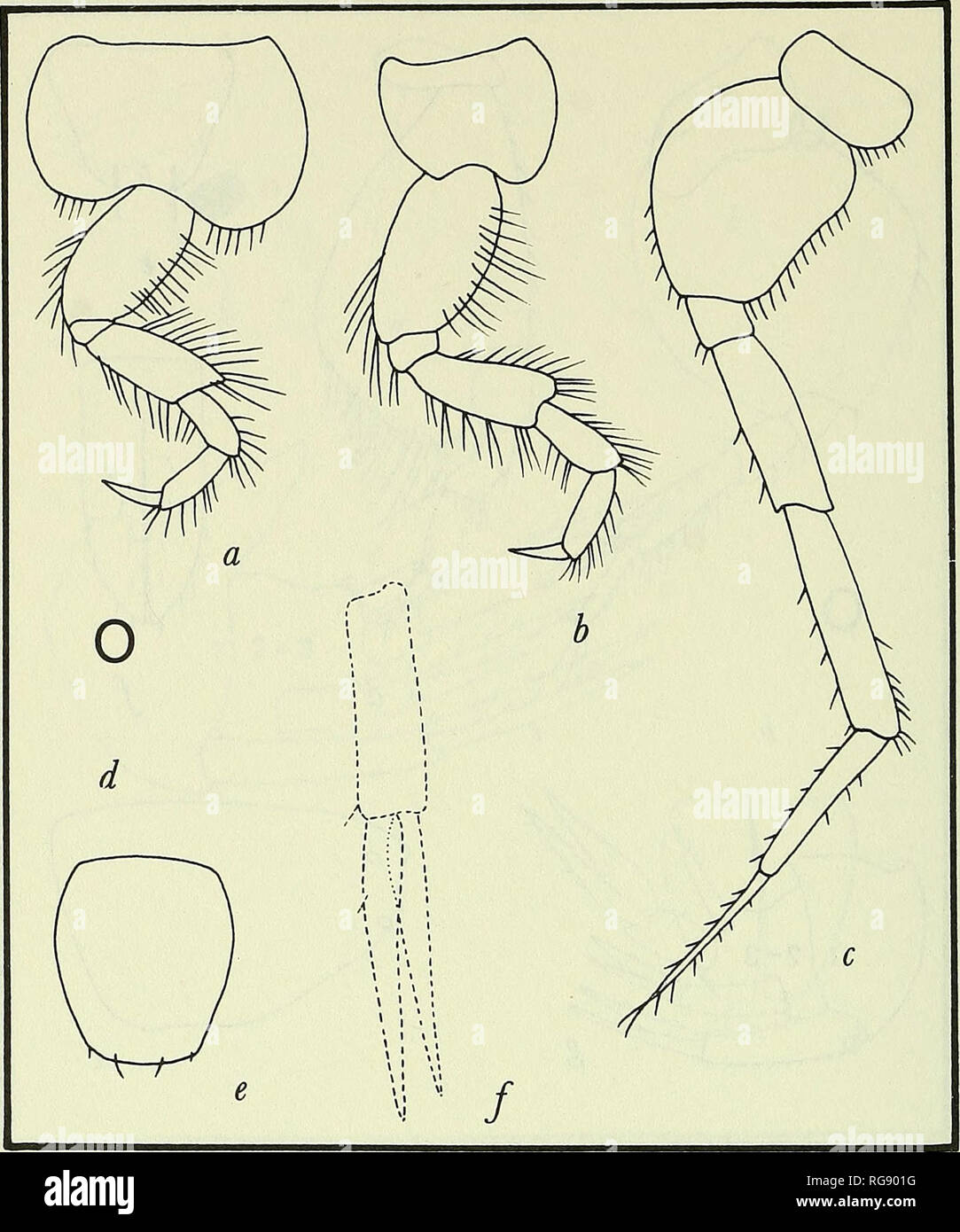 Peduncle elongation hi-res stock photography and images - Alamy