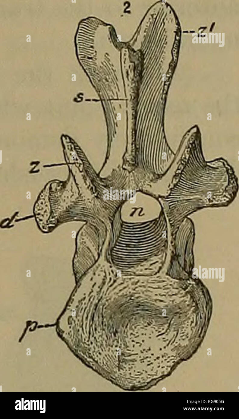 Prezygapophyses hi-res stock photography and images - Alamy
