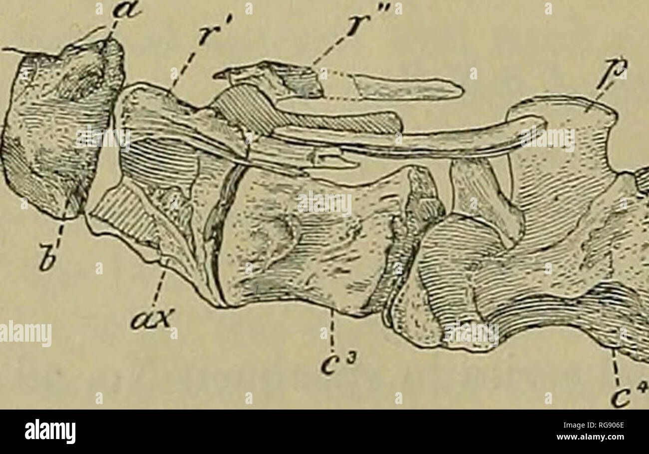 Biconcave Appearance