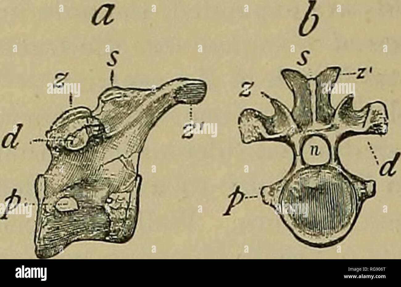 Biconcave Appearance