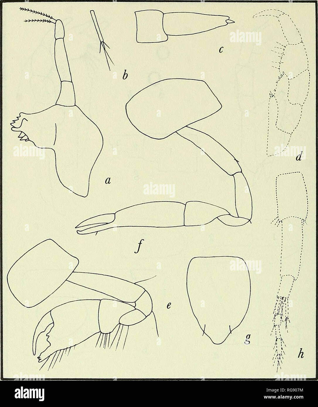 Peduncle elongation hi-res stock photography and images - Alamy