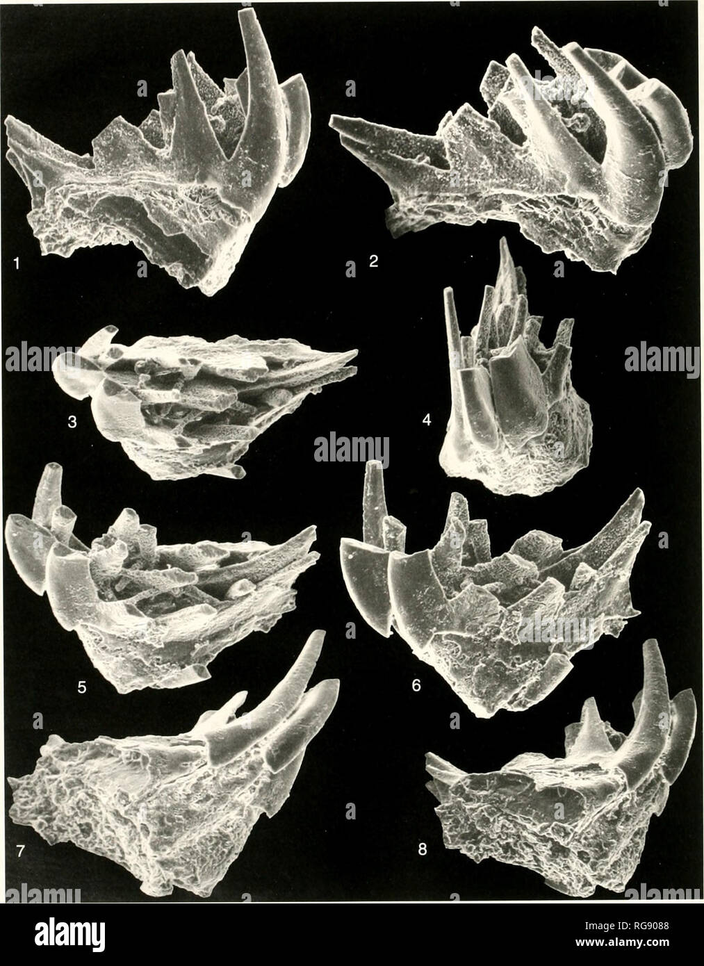 Hand cusp hi-res stock photography and images - Alamy