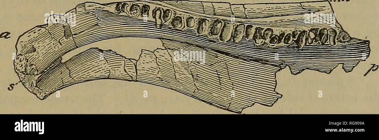 . Bulletin - United States National Museum. Science. OSTEOLOGY OF THE ...