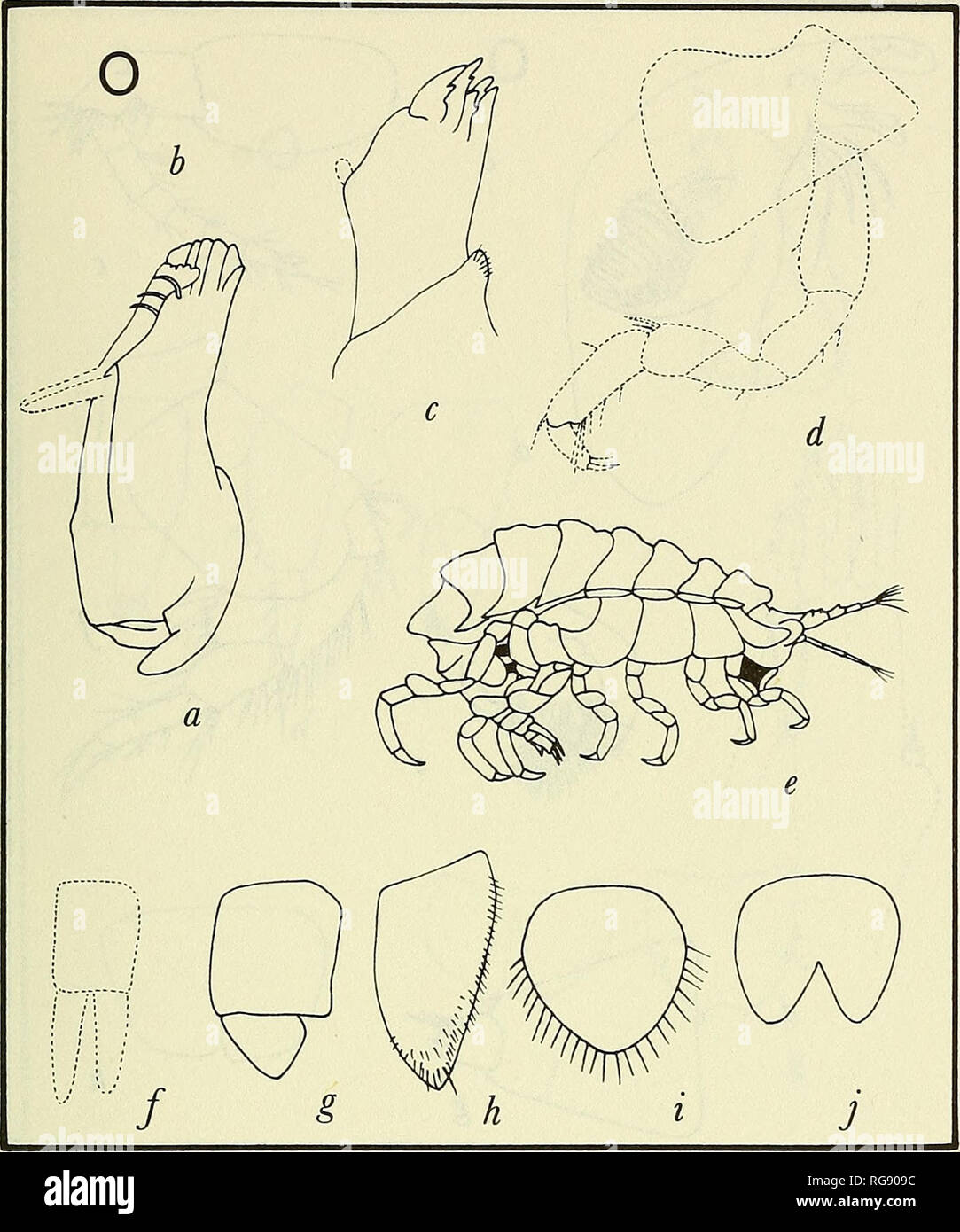 Podoceridae hi-res stock photography and images - Alamy