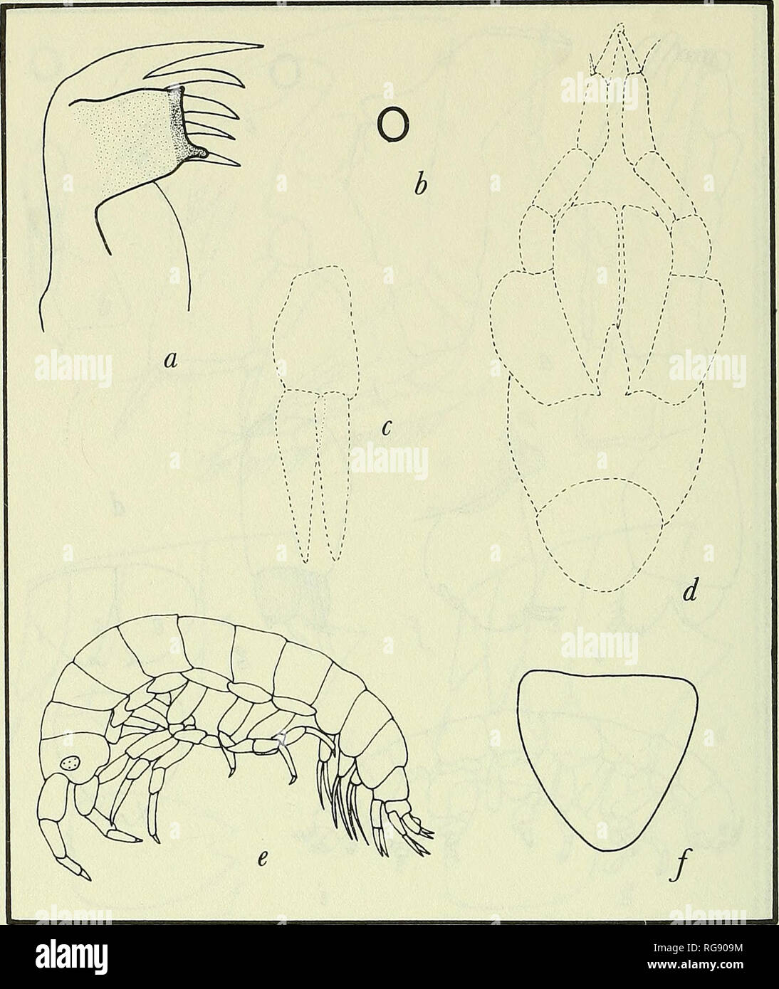 Corophiidae hi-res stock photography and images - Alamy