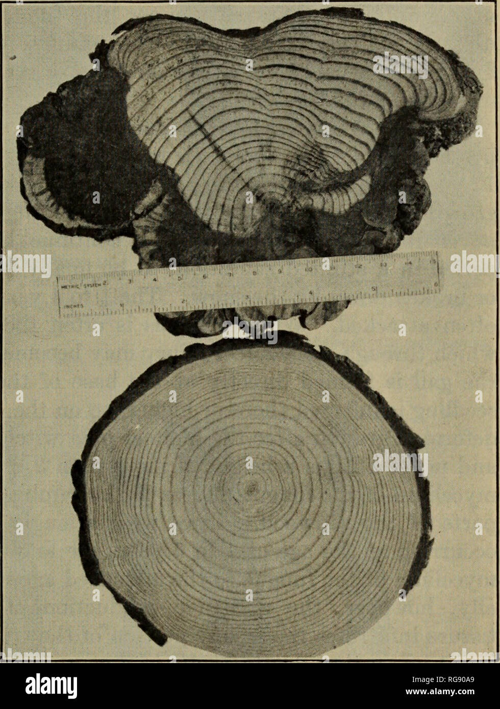 . [Bulletins on forest pathology : from Bulletin U.S.D.A., Washington ...