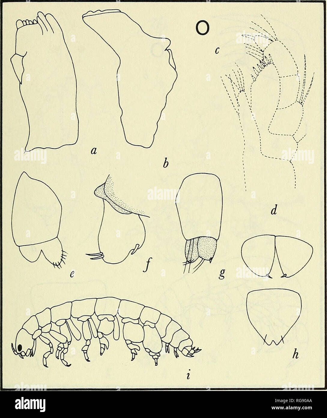 Corophiidae hi-res stock photography and images - Alamy