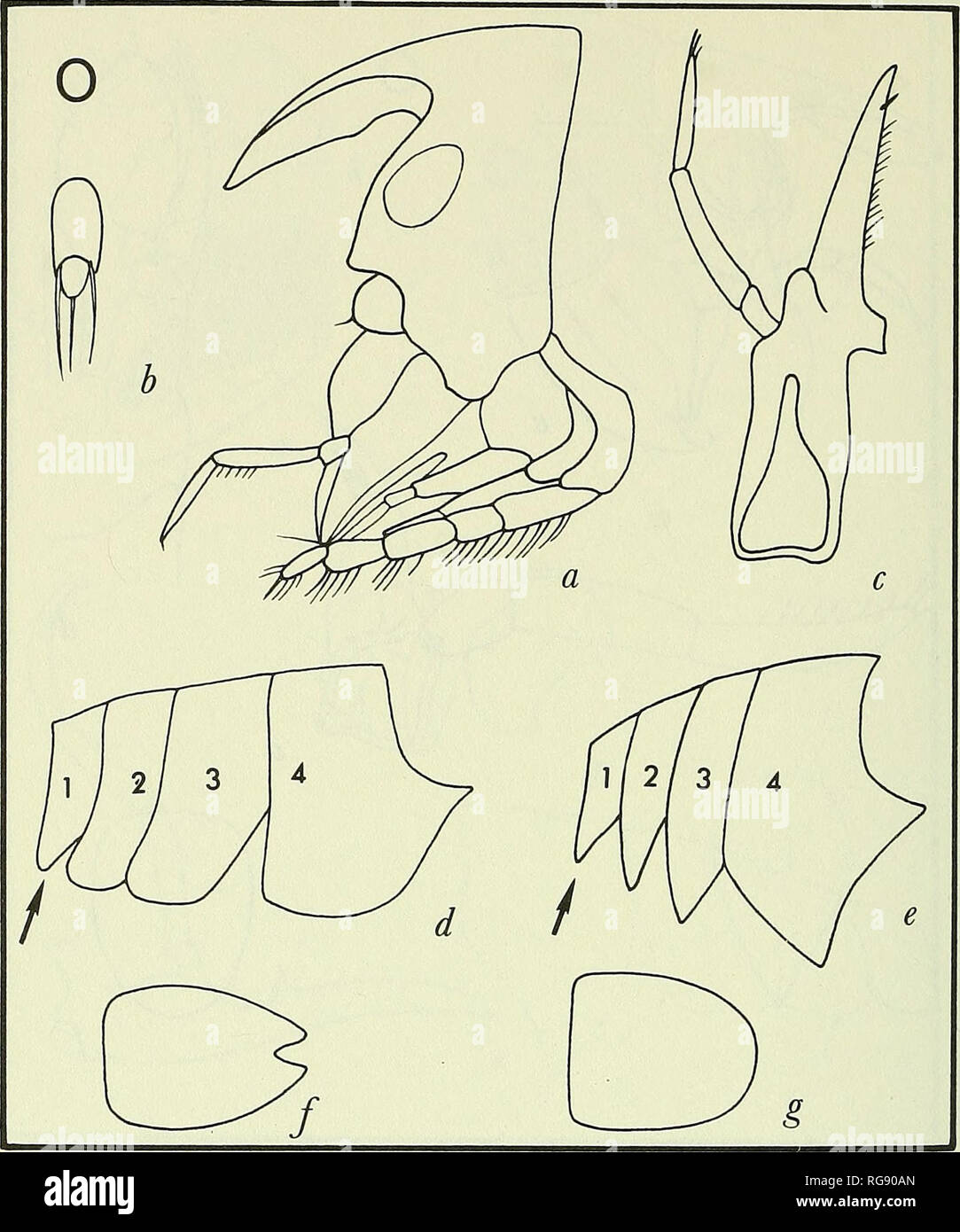 . Bulletin - United States National Museum. Science. 58 U.S. NiATIONAL ...