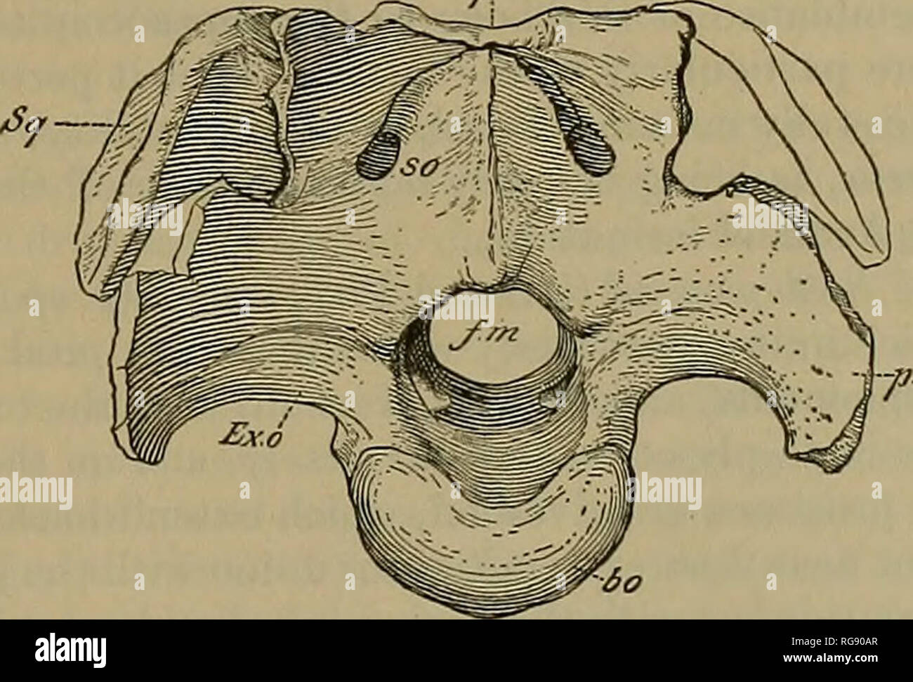 . Bulletin - United States National Museum. Science. OSTEOLOGY OF THE ...