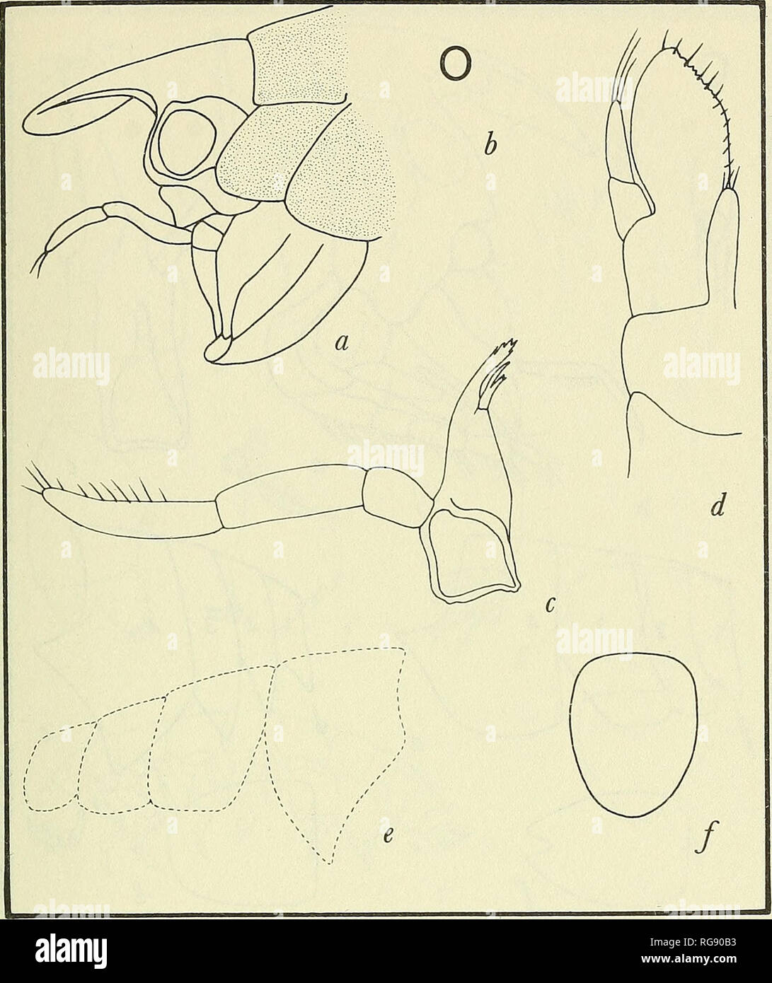 Gammaridea hi-res stock photography and images - Alamy