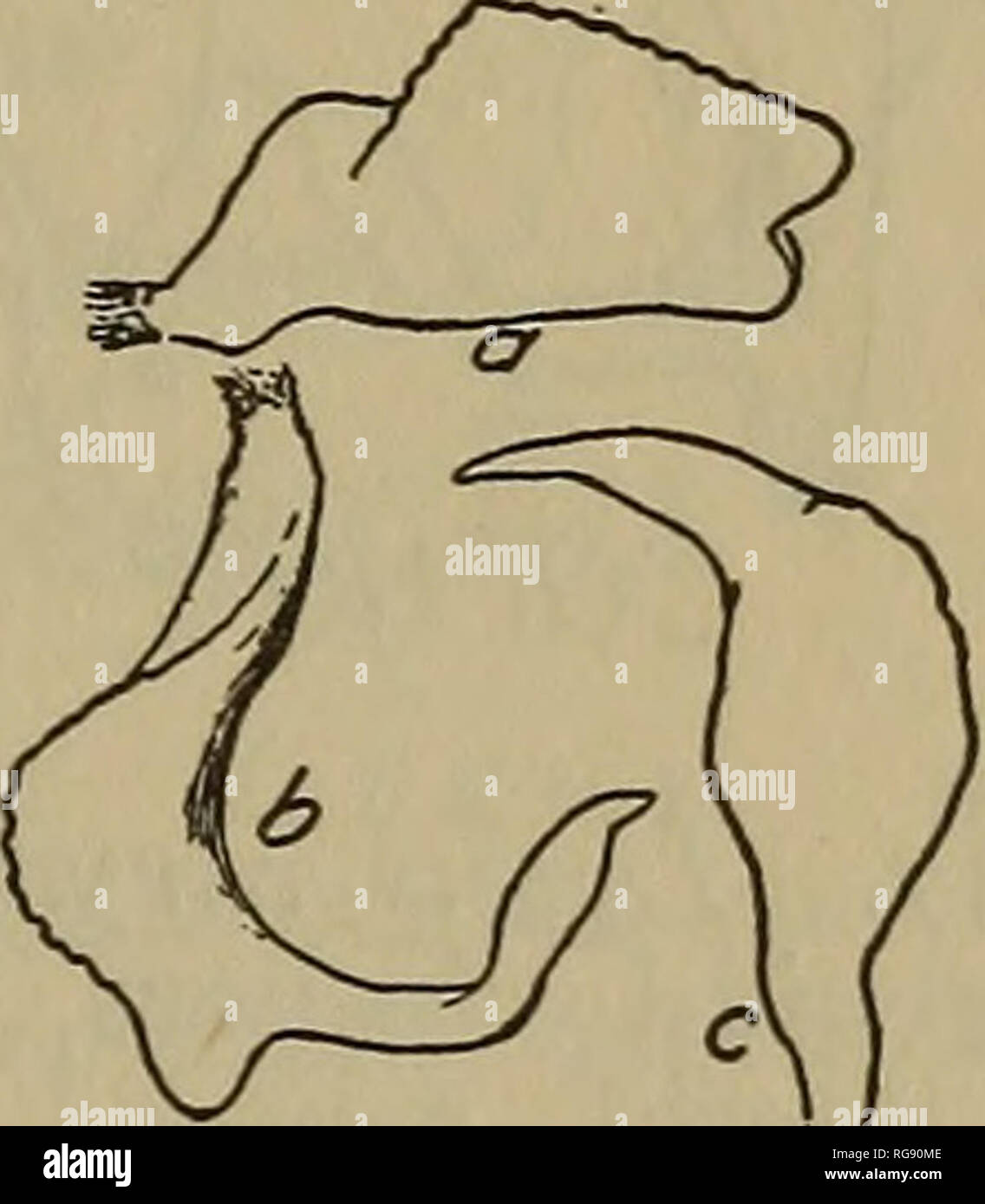 Female genital drawing hi-res stock photography and images - Alamy