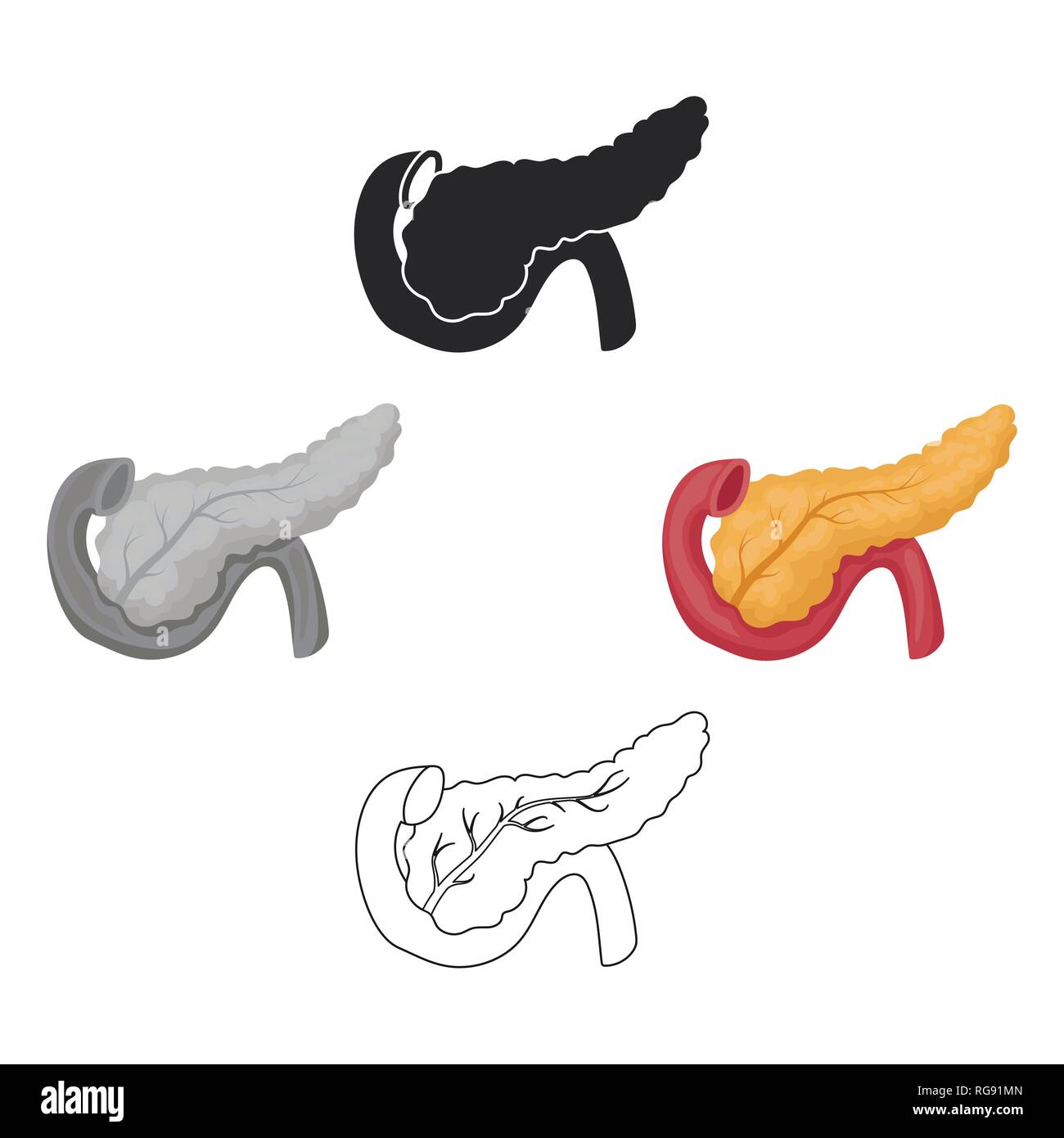 Cross section of pancreas Stock Vector Images - Alamy