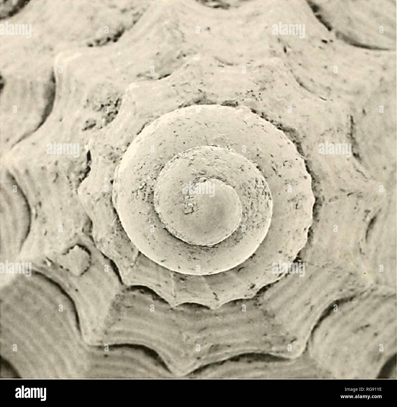 Eight whorls hi-res stock photography and images - Alamy