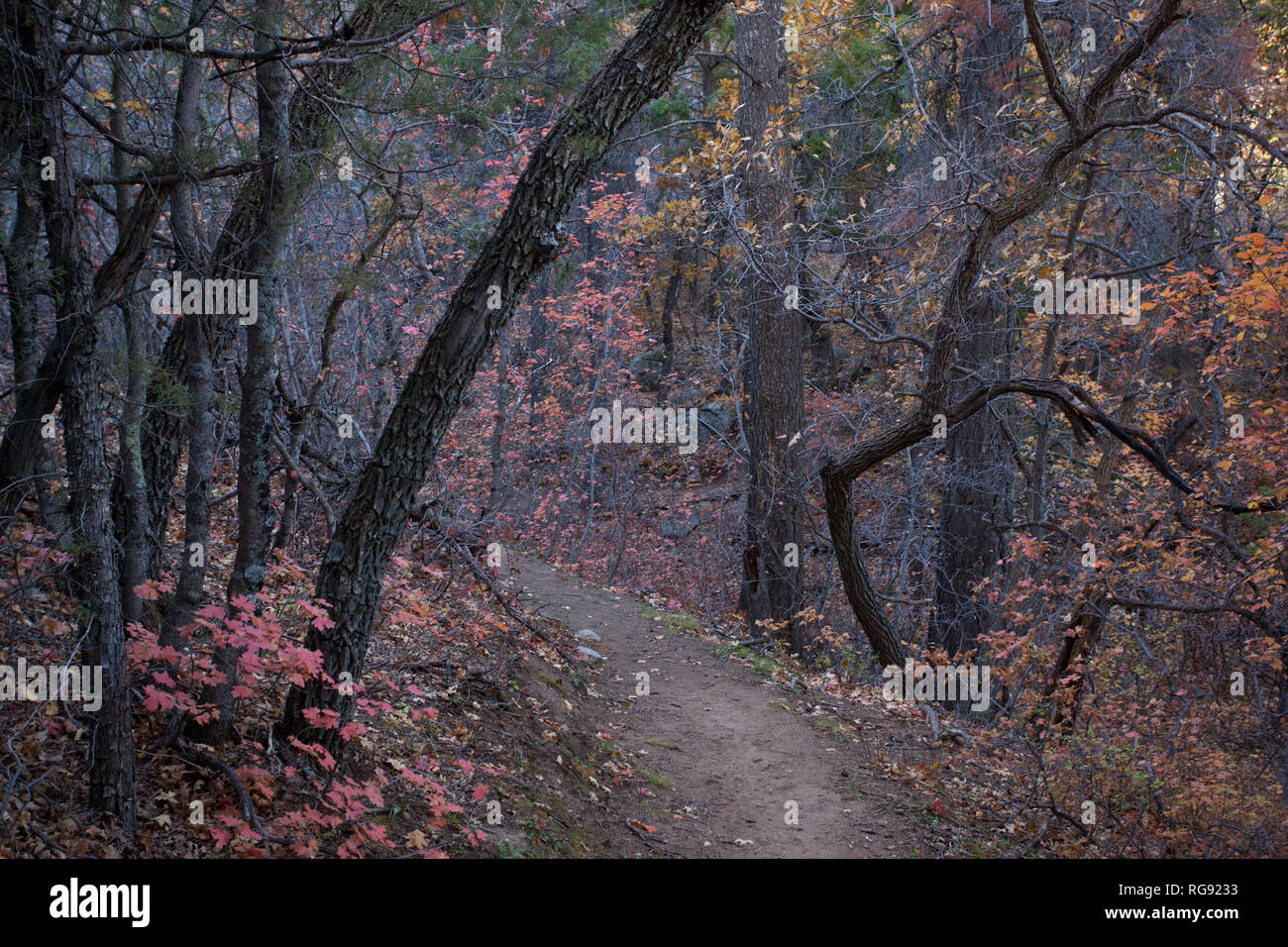 Cibola National Forest, Torrance County, New Mexico, USA Stock Photo ...
