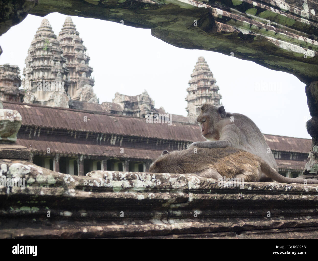 Monkeys grooming each other at the ancient Angkor Wat Complex in Siem ...