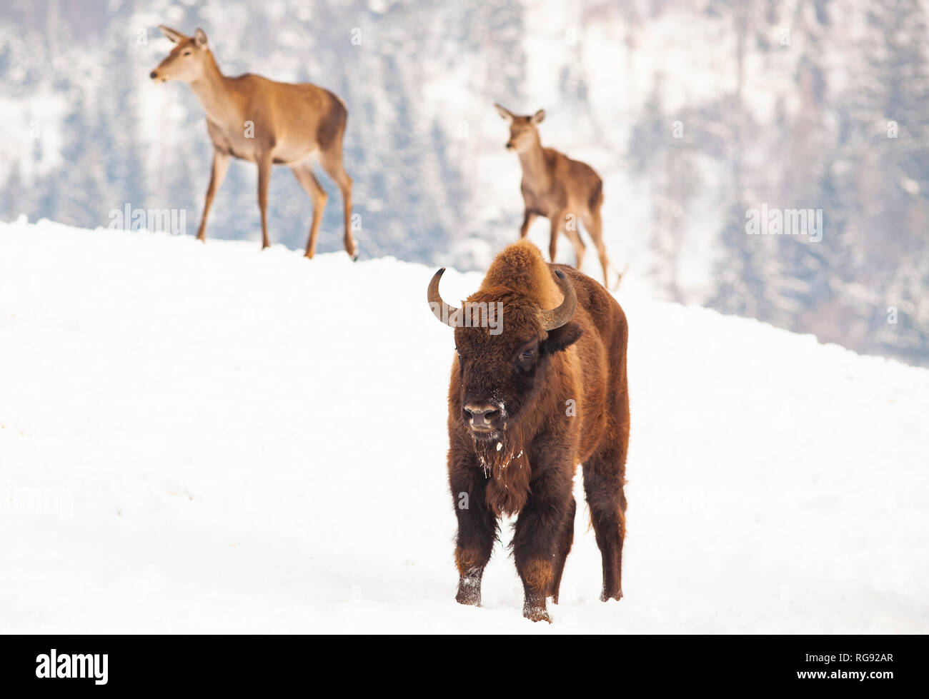 european bison and deer in winter Stock Photo - Alamy