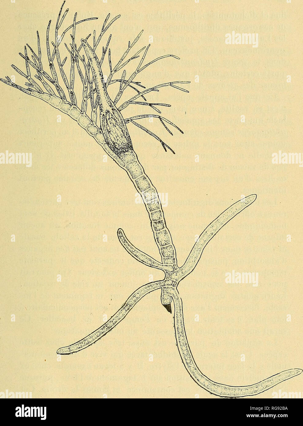 Perithece hi-res stock photography and images - Alamy