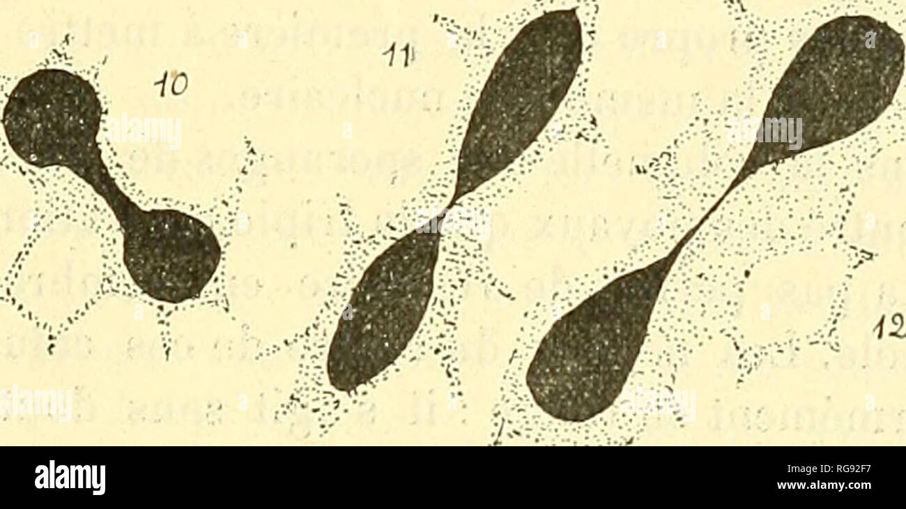 Mucor Slide