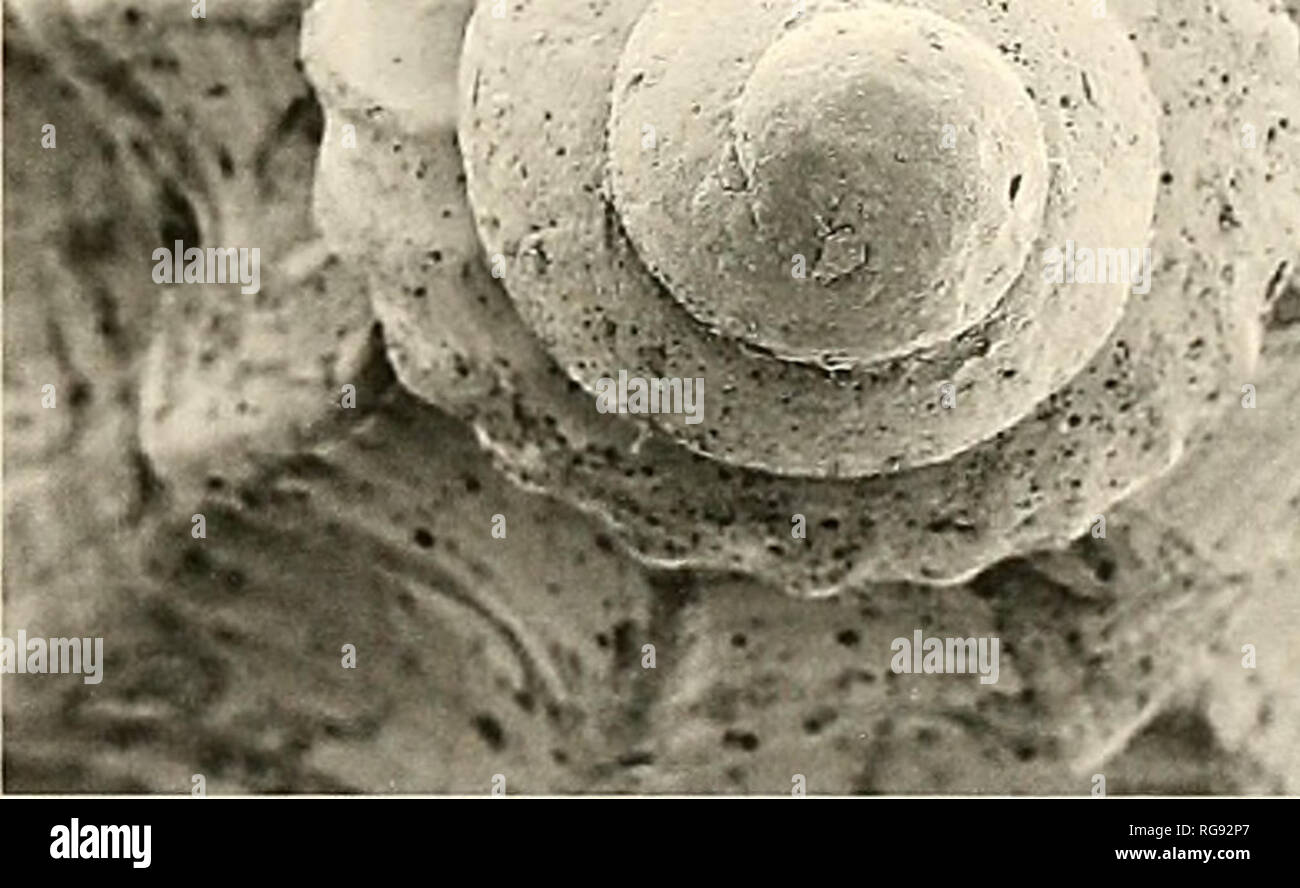 Teleoconch High Resolution Stock Photography and Images - Alamy