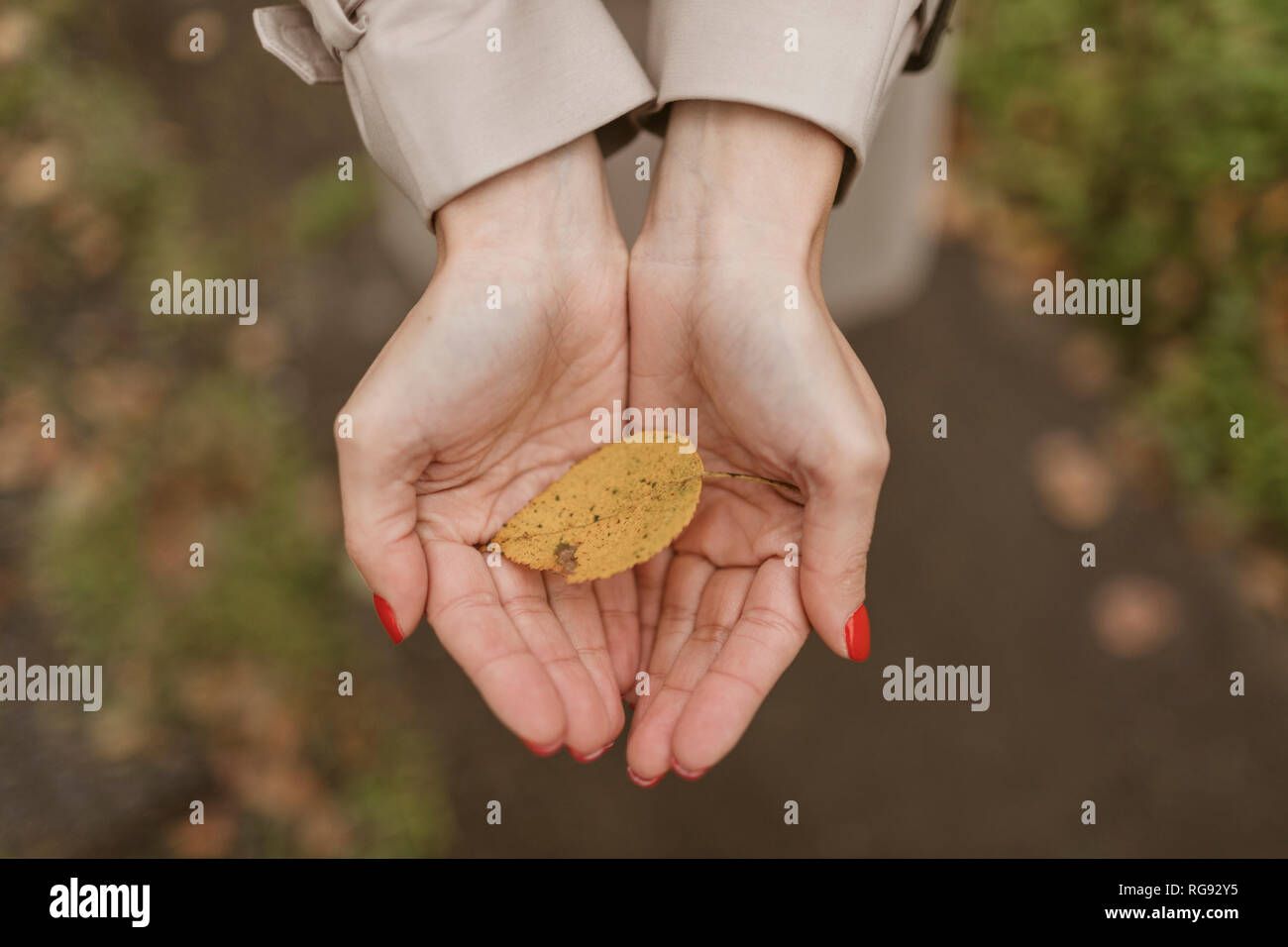 Womans hands autumn leaves hi-res stock photography and images - Alamy