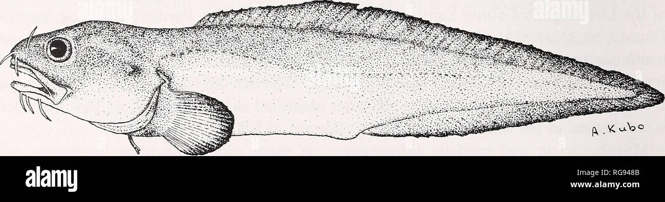 Genus brotula hi-res stock photography and images - Alamy