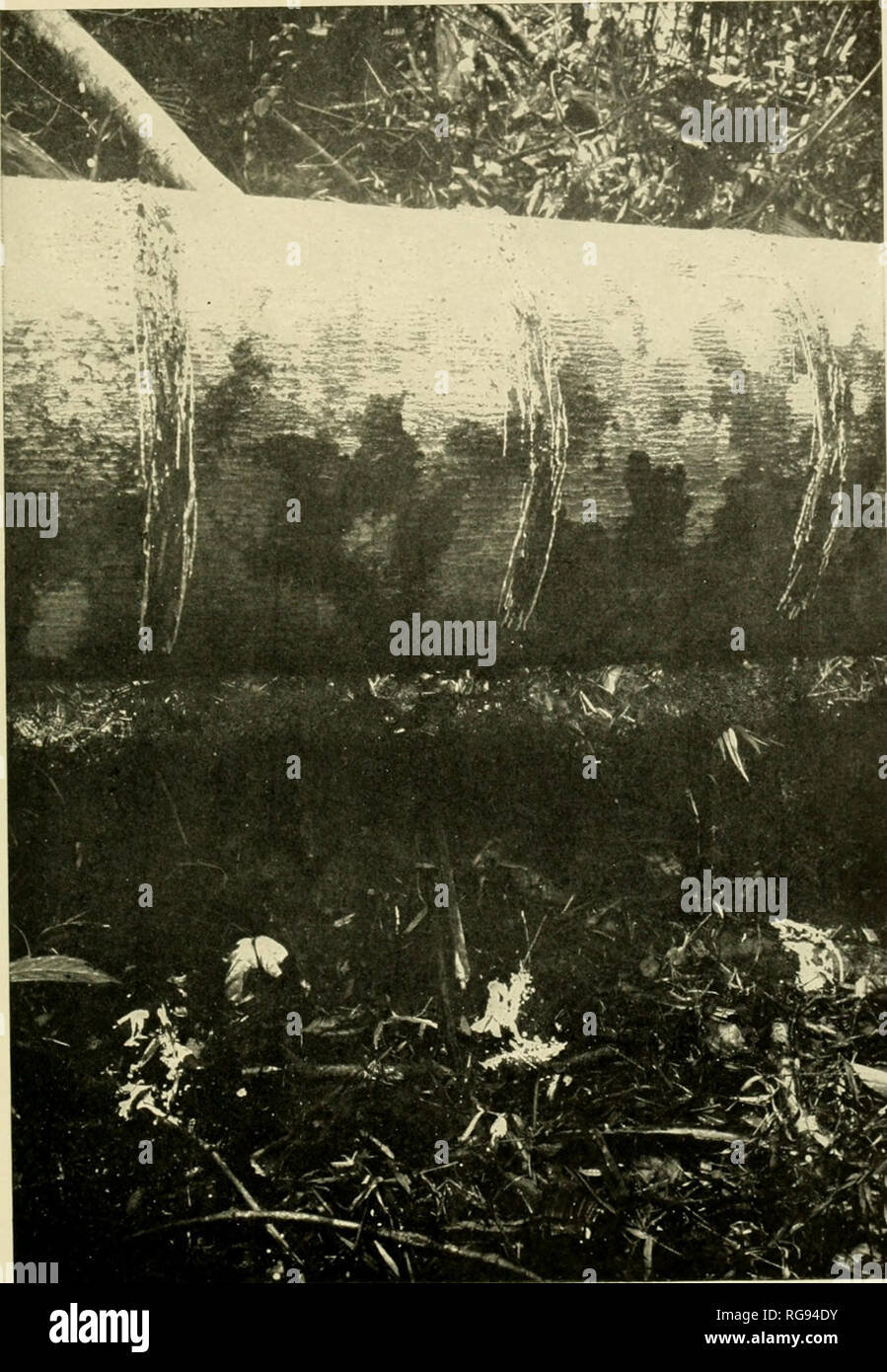 Gutta Percha Tree High Resolution Stock Photography and Images - Alamy