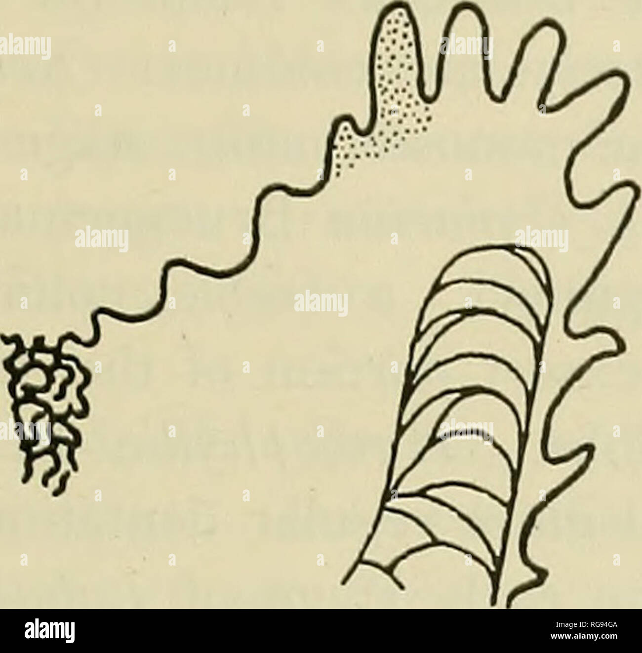 . Bulletins of American paleontology. 243 Neav CORAL Genera: Wells The ...