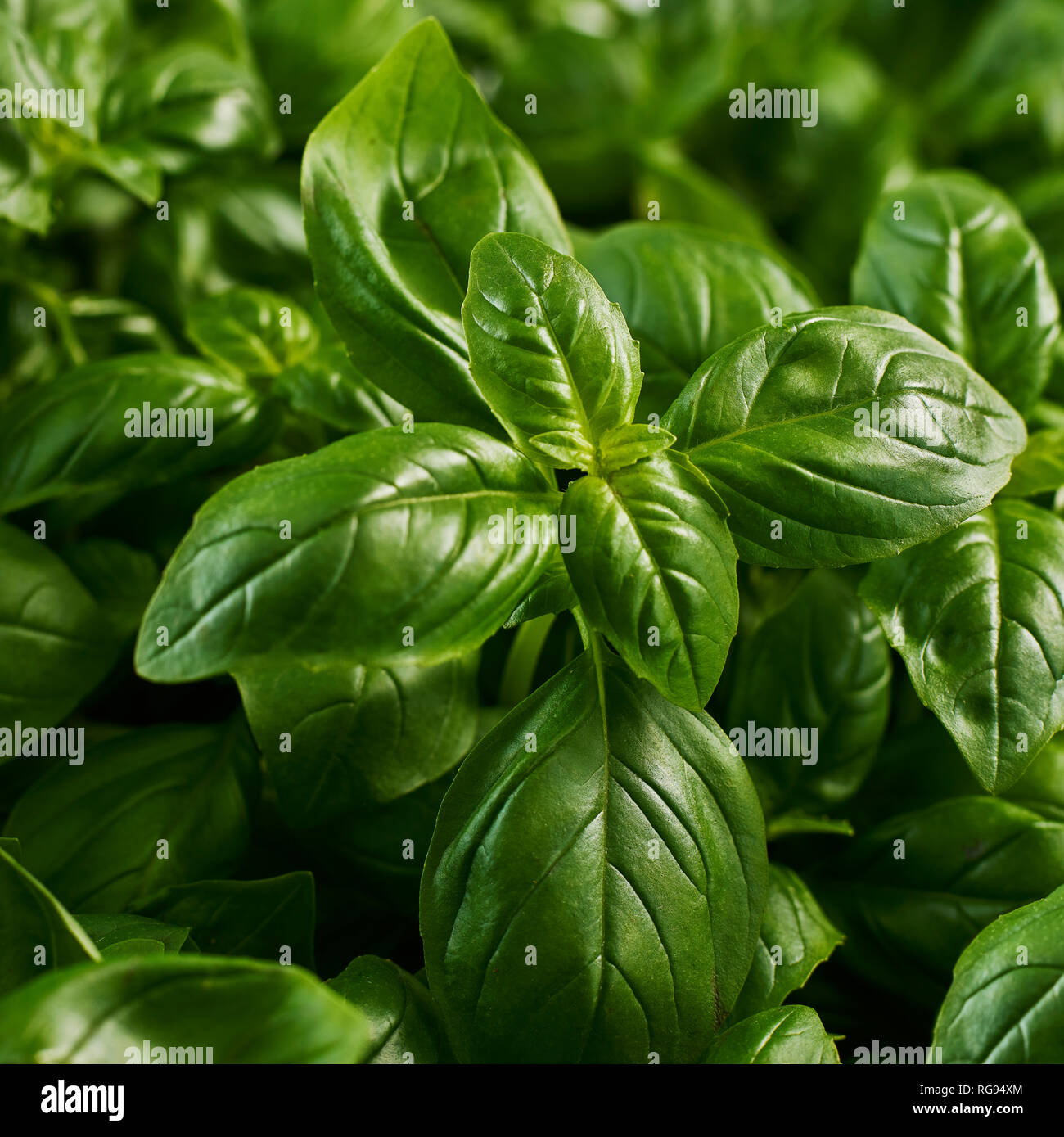 Potted basils hi-res stock photography and images - Alamy