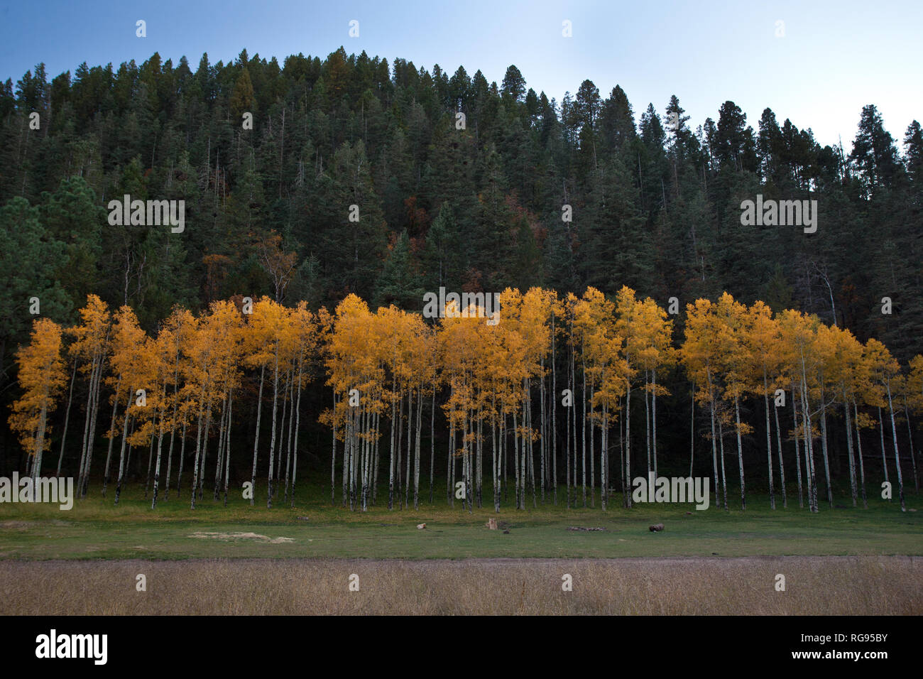 Lincoln National Forest, Lincoln County, New Mexico, USA Stock Photo ...