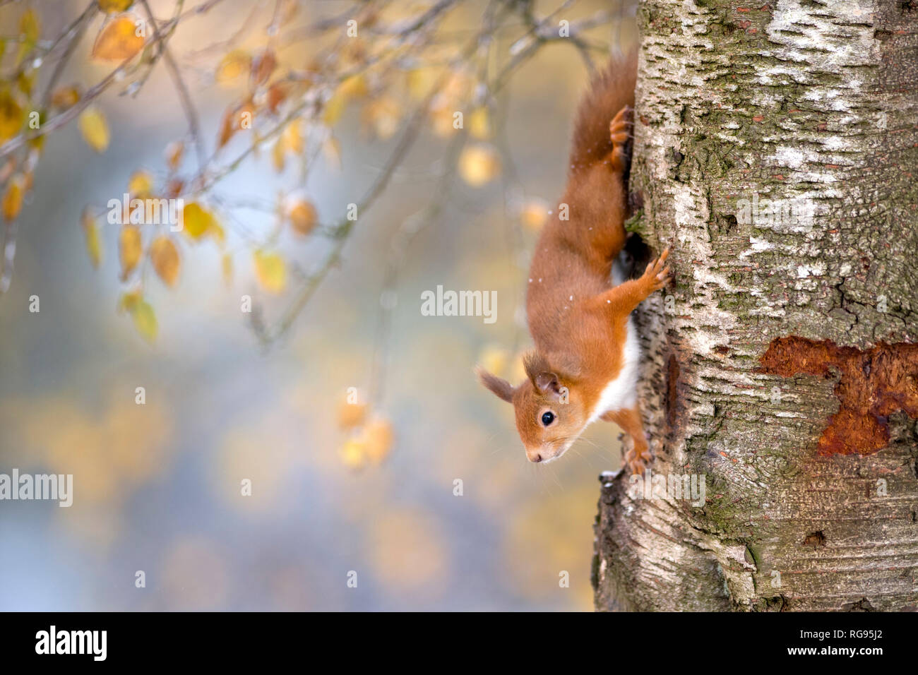 Squirrel climbing tree hi-res stock photography and images - Alamy