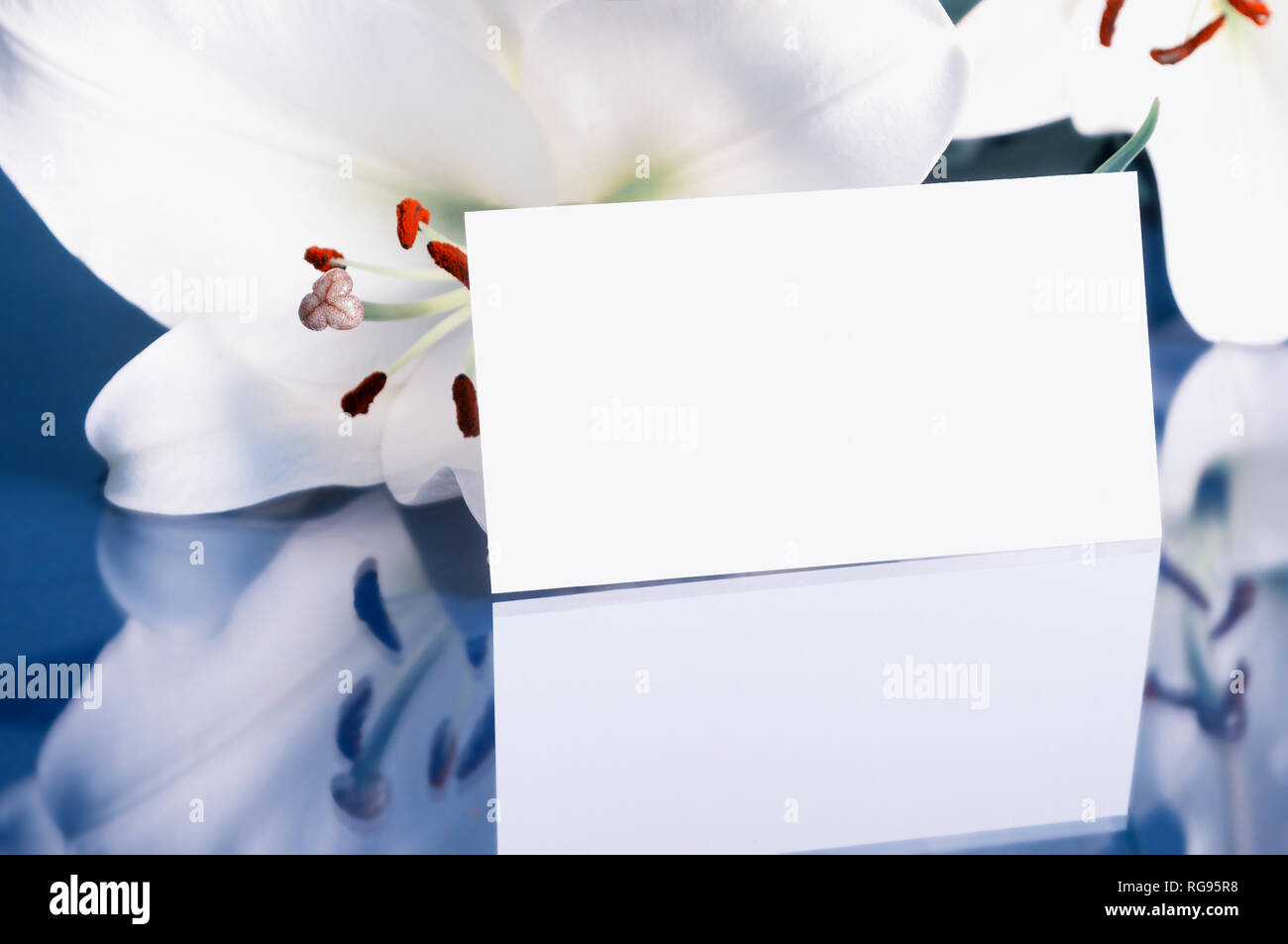 Flower spring background. Lily flower, Lilium Navona, with white blank ...