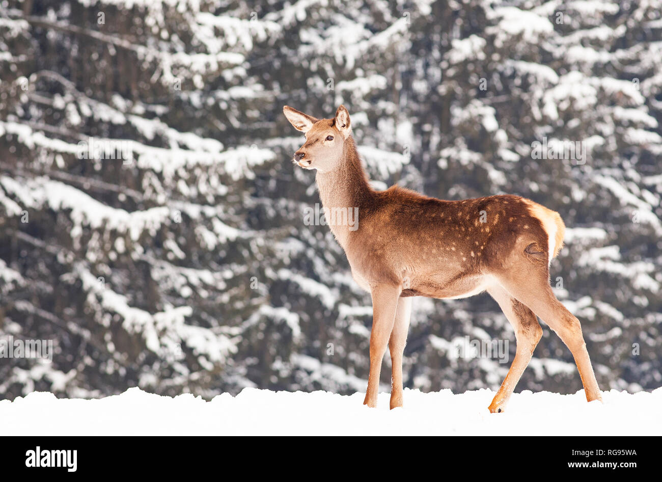roe deer in winter snow Stock Photo - Alamy