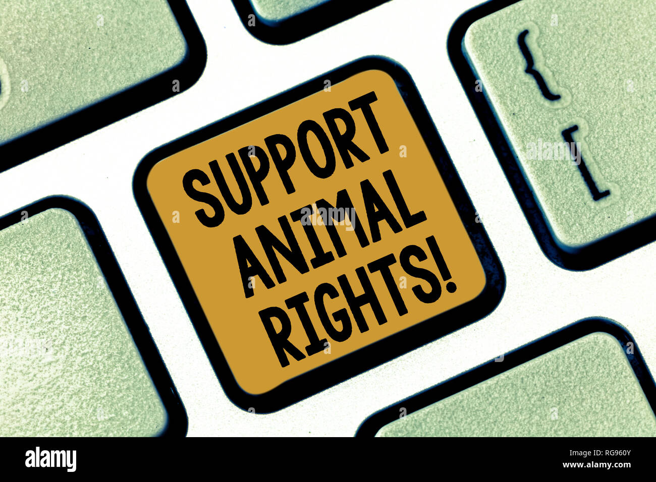 Text sign showing Support Animal Rights. Conceptual photo protection ...