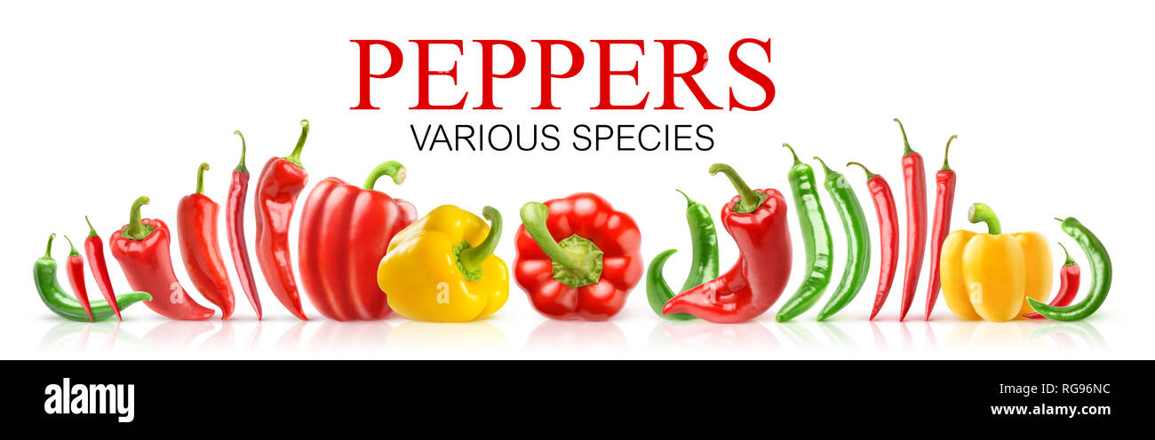Isolated peppers. Various species of fresh peppers in a row isolated on ...