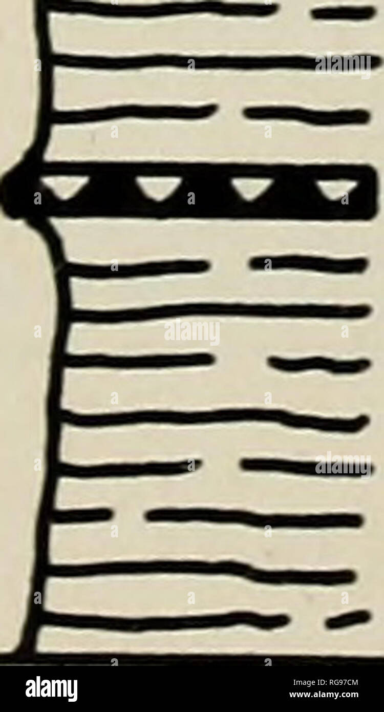 Foraminifera fossils hi-res stock photography and images - Alamy