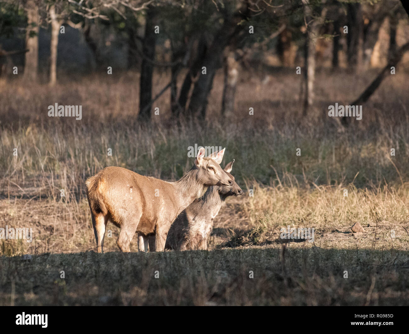 Ranthambore sambar deer hi-res stock photography and images - Alamy