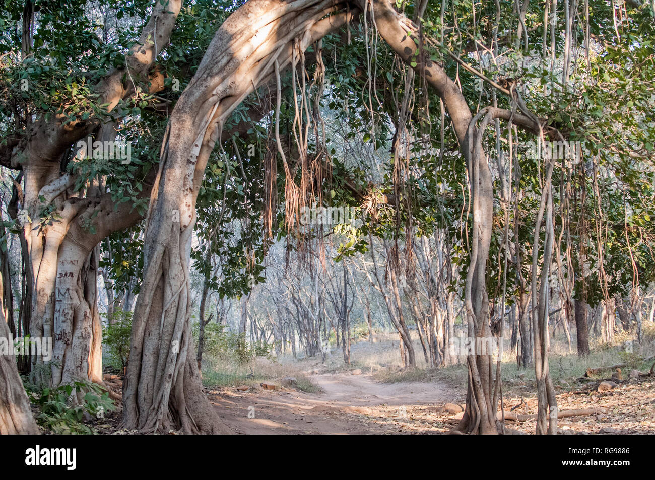 Ranthambore National Park in Rajasthan, India Stock Photo - Alamy