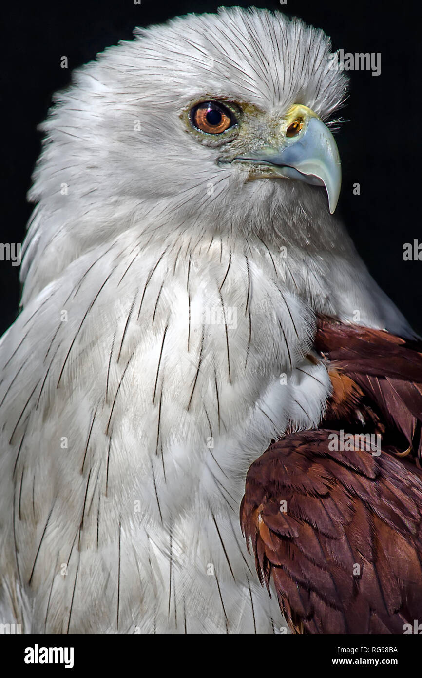 Portrait of an eagle, Indonesia Stock Photo - Alamy